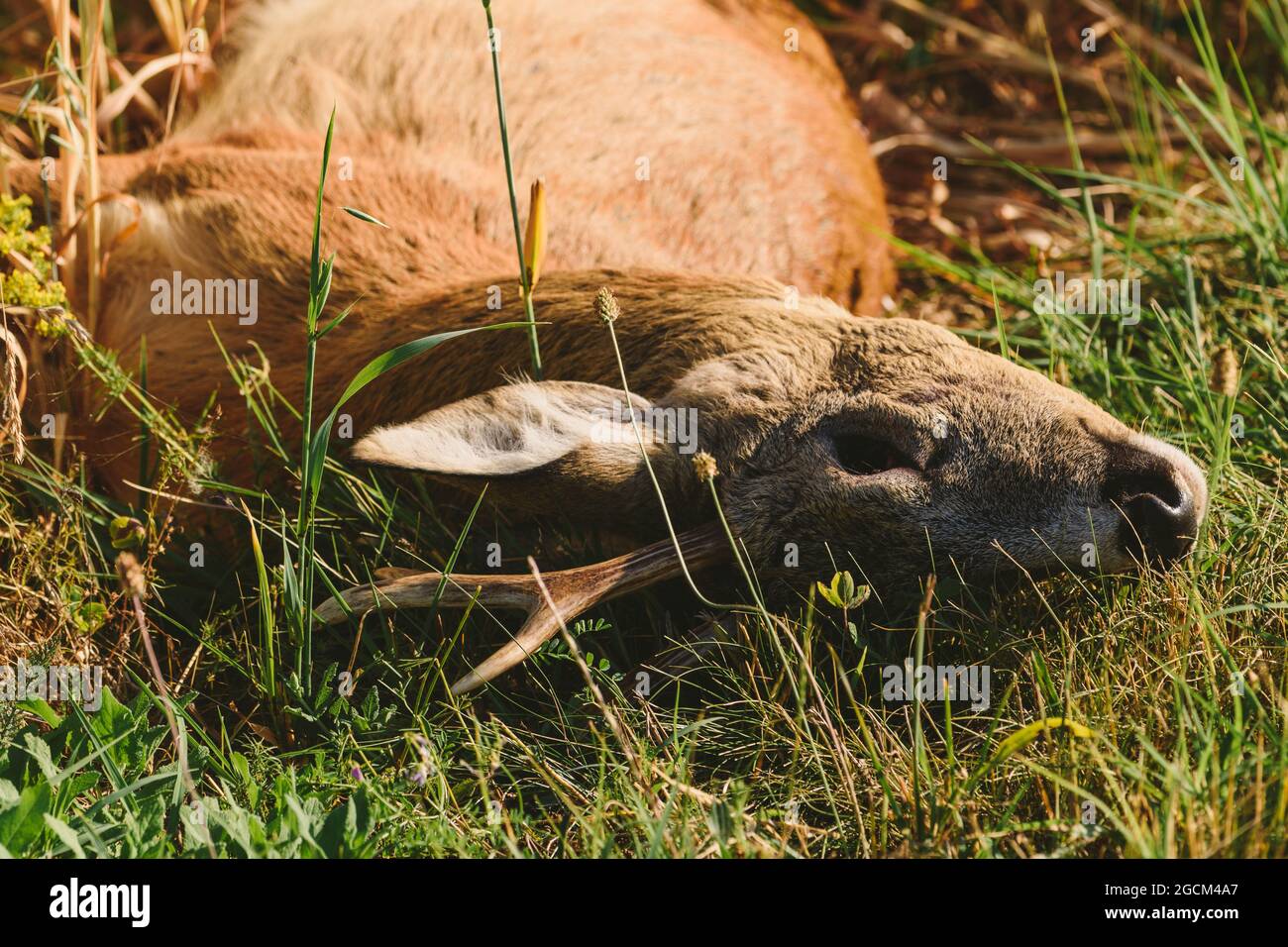 Cadaver fauna hi-res stock photography and images - Alamy