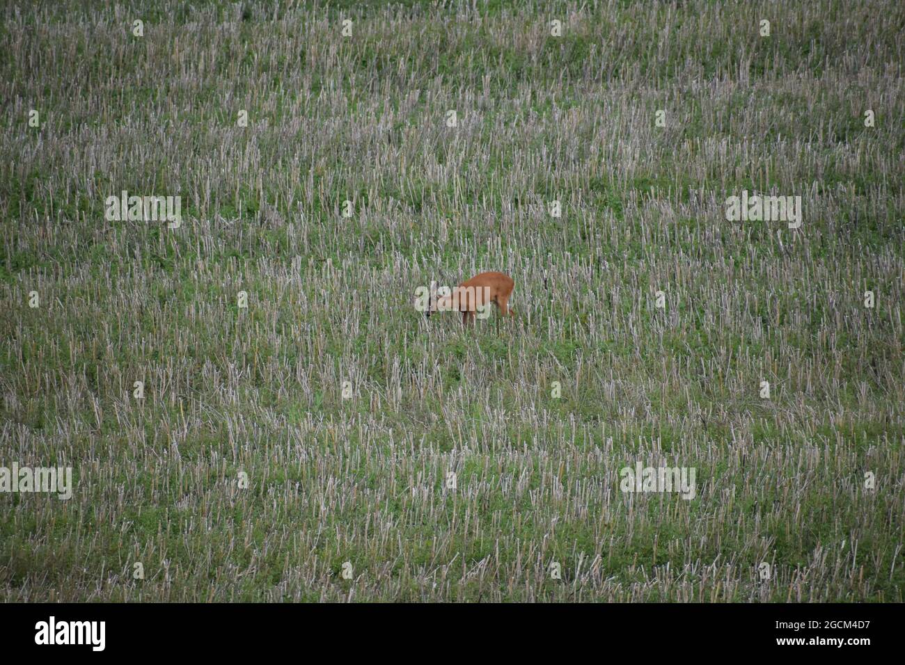 deer in the fields Stock Photo - Alamy
