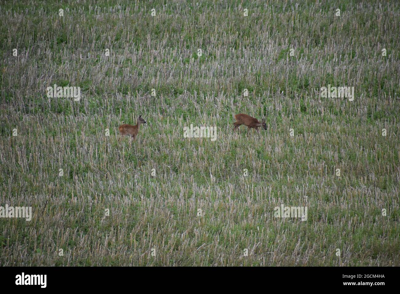 deer in the fields Stock Photo - Alamy