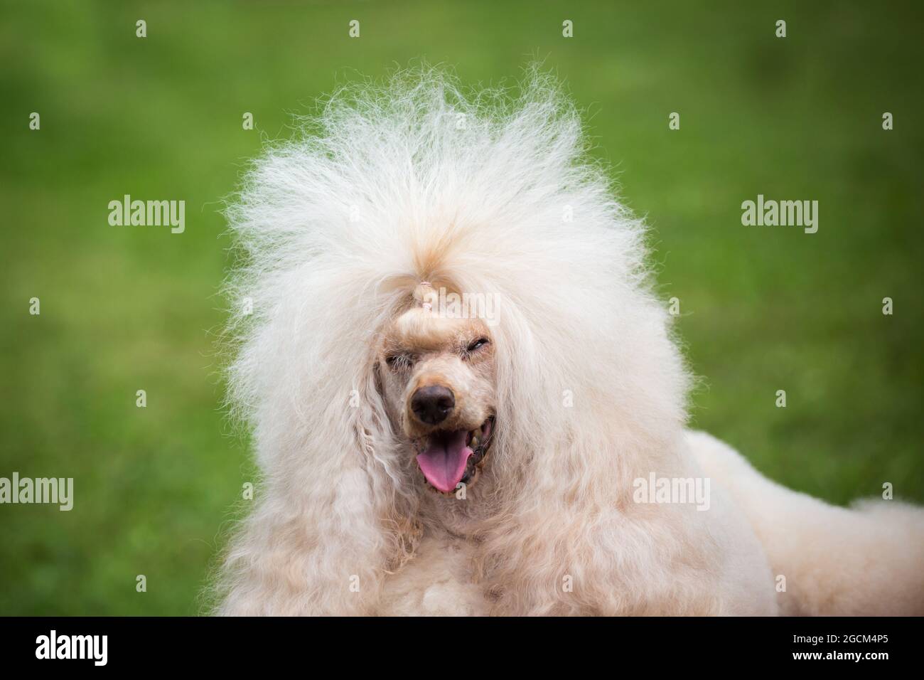 Apricot Miniature Poodle on a dog show Stock Photo - Alamy