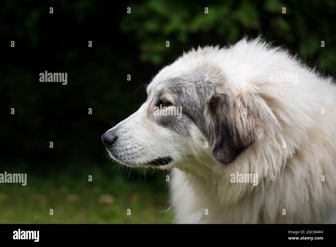 Chien des pyrenees hi-res stock photography and images - Alamy