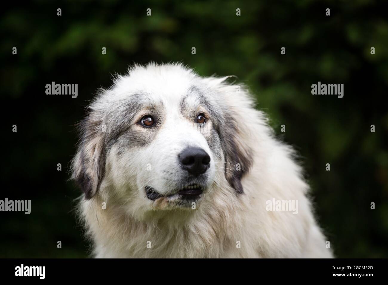 Chien des pyrenees hi-res stock photography and images - Alamy