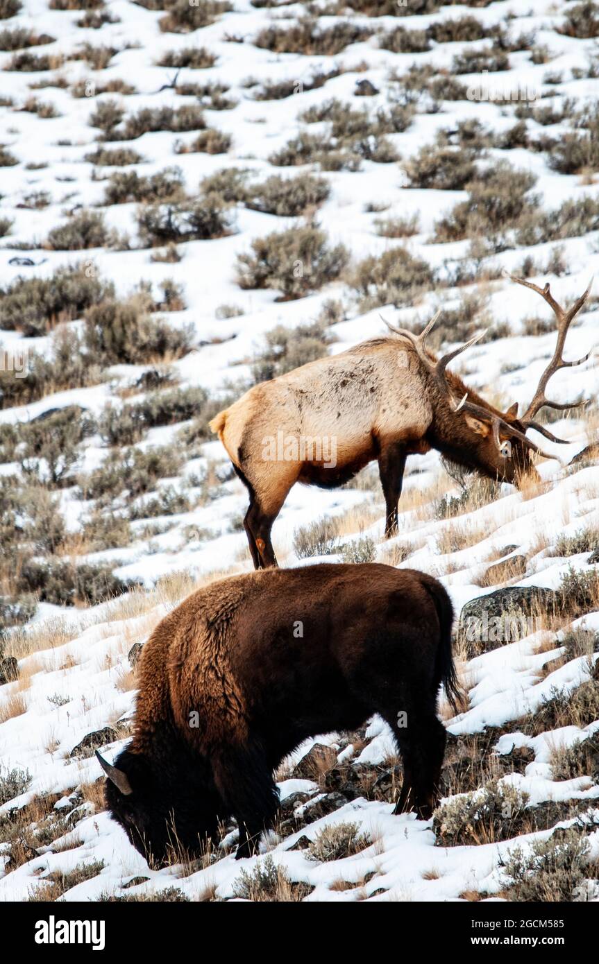 Grazing on snow covered slope hi-res stock photography and images - Alamy
