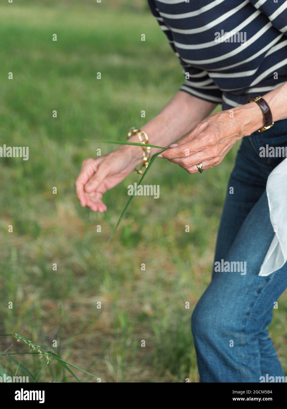 Selective of an old woman picking grass from the park Stock Photo - Alamy