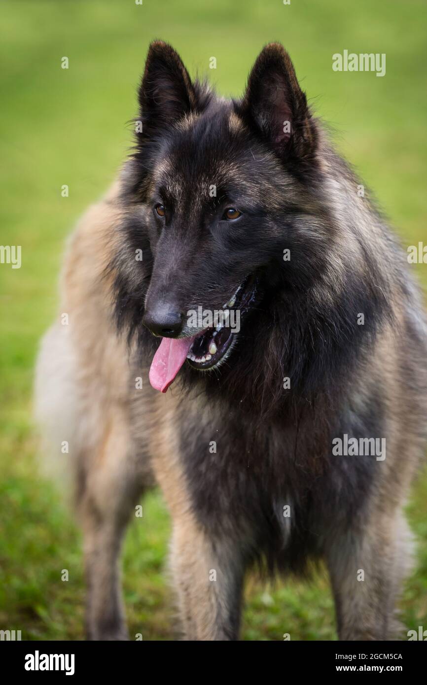 Tervueren hi-res stock photography and images - Alamy