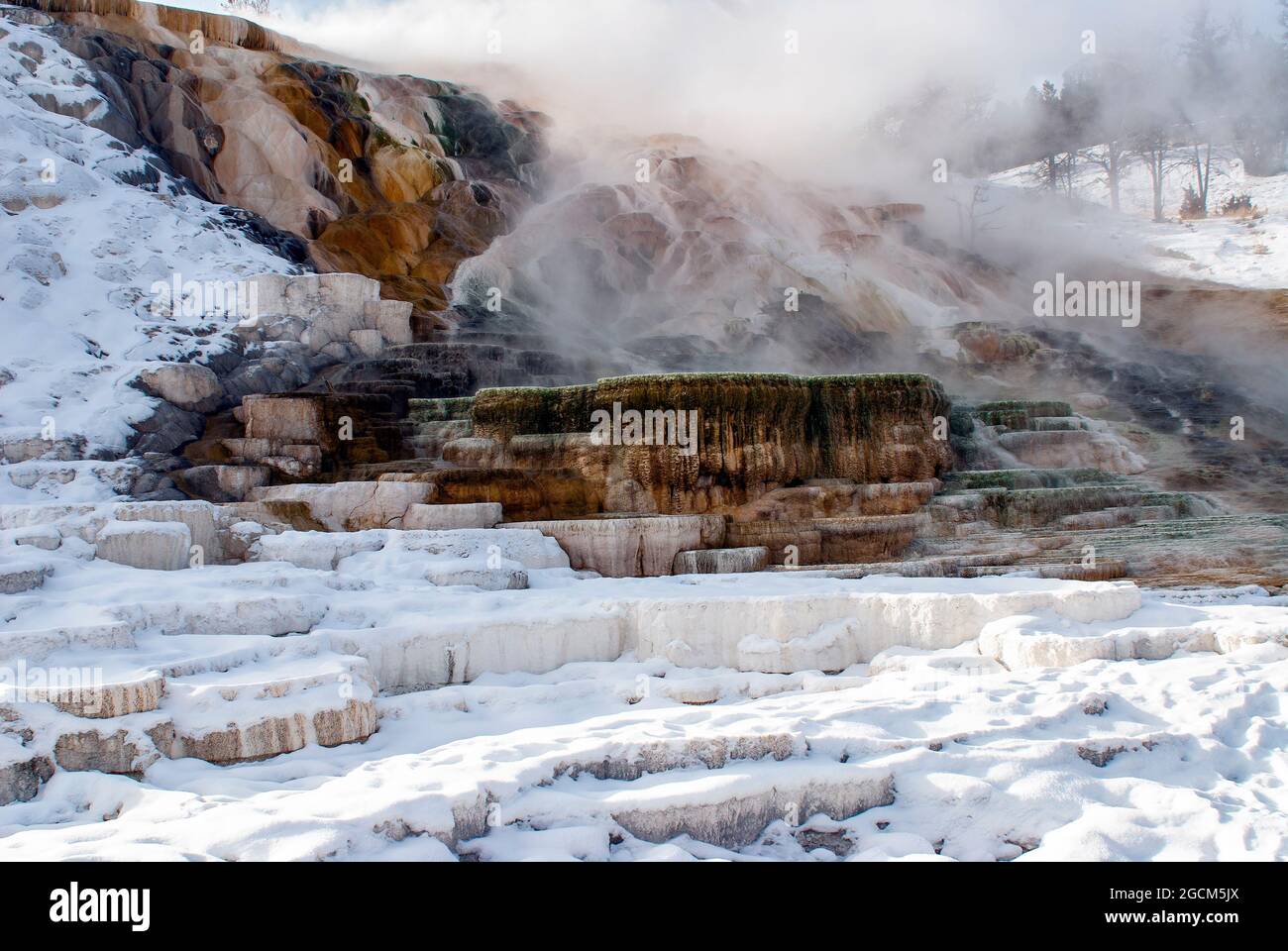 Palette Spring, Mammoth Hot Springs, Yellowstone national Park Stock ...
