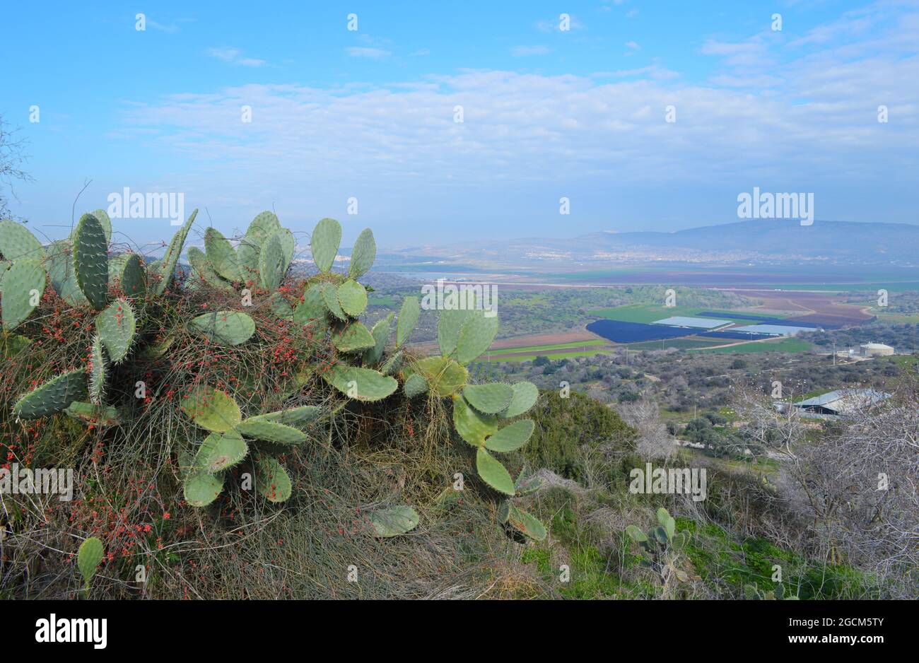 Cactus desert middle east hi-res stock photography and images - Alamy