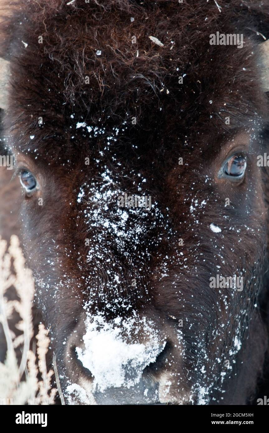 Food covered face hi-res stock photography and images - Alamy