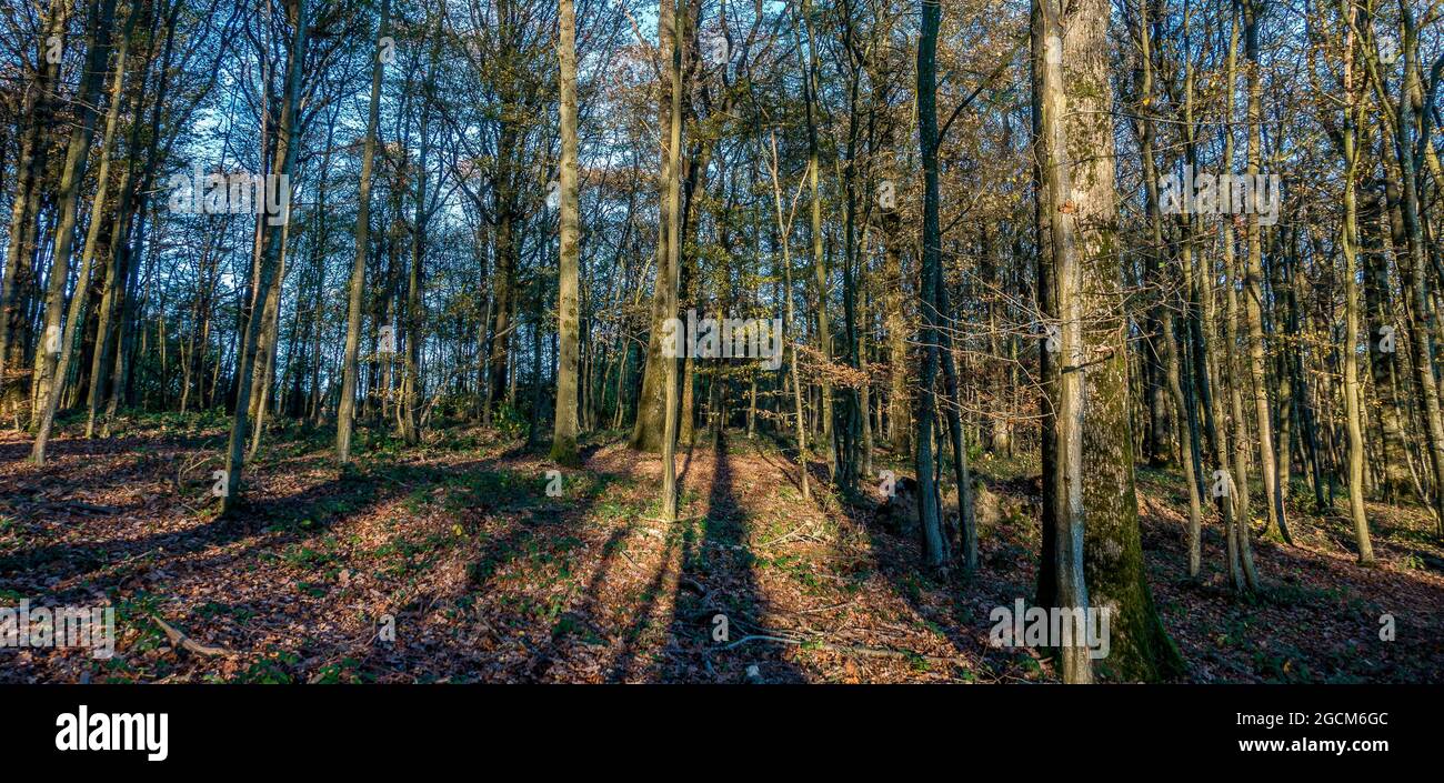 Follow the shadows of the trees Stock Photo - Alamy