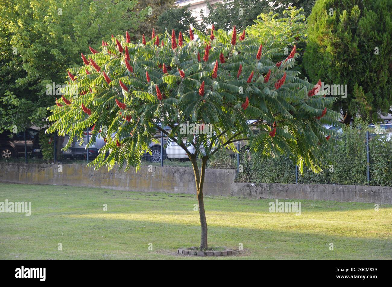 Sorrel tree hi-res stock photography and images - Alamy