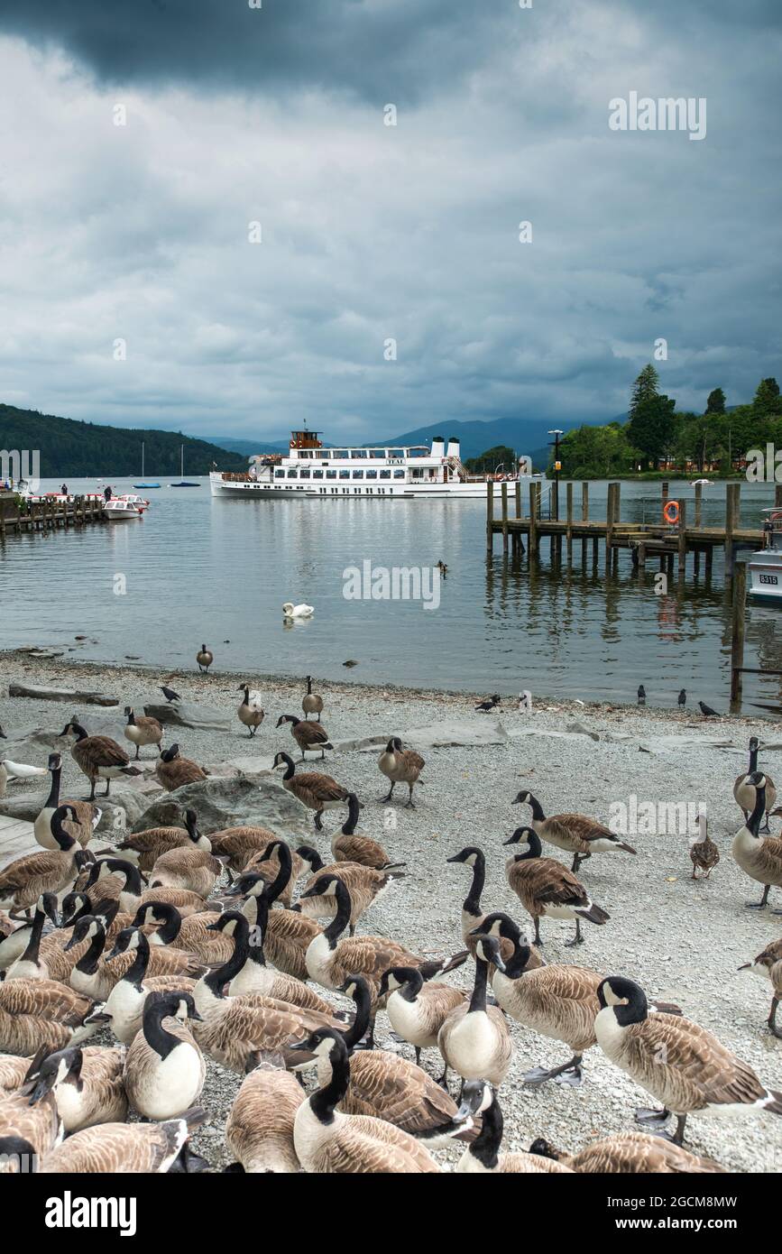 Canadian geese Windermere Stock Photo - Alamy