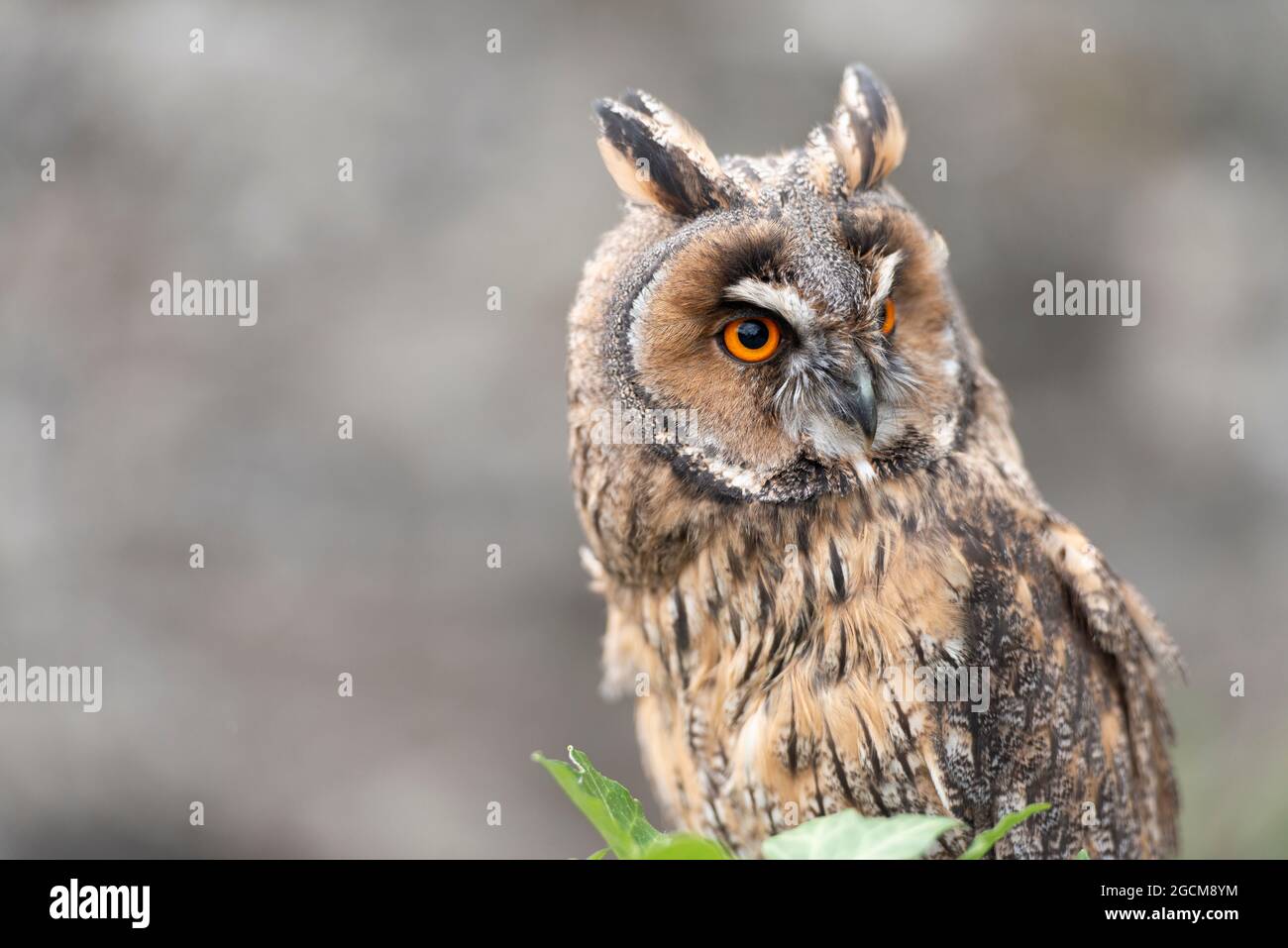 Owl eyes sleepy hi-res stock photography and images - Alamy