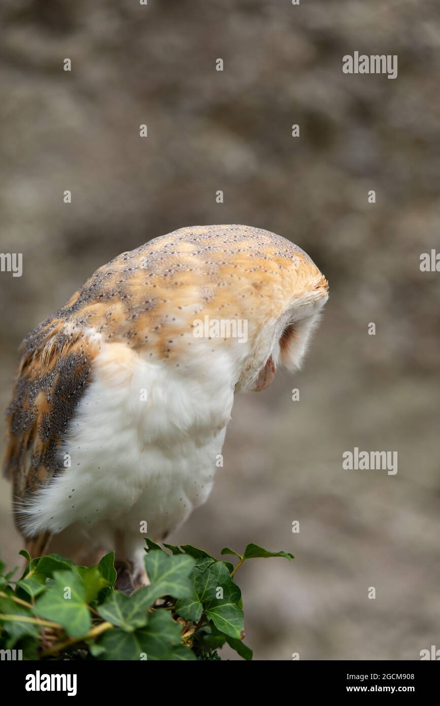 Barn Owl (Tyto Alba) at the National Bird of Prey Centre, Russborough ...