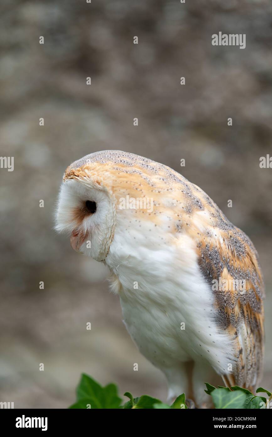 Barn Owl (Tyto Alba) at the National Bird of Prey Centre, Russborough ...