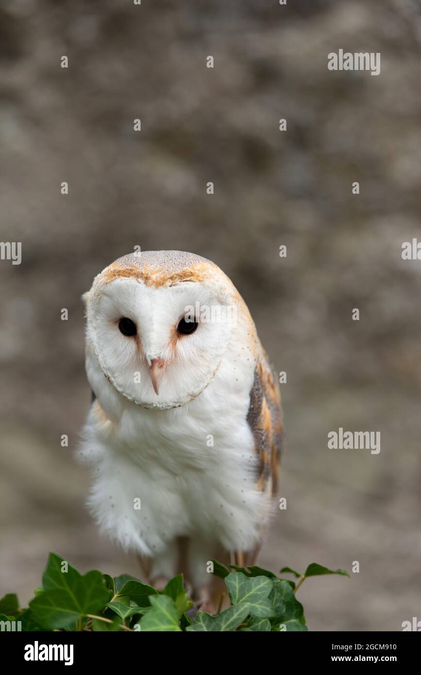 Barn Owl (Tyto Alba) at the National Bird of Prey Centre, Russborough ...