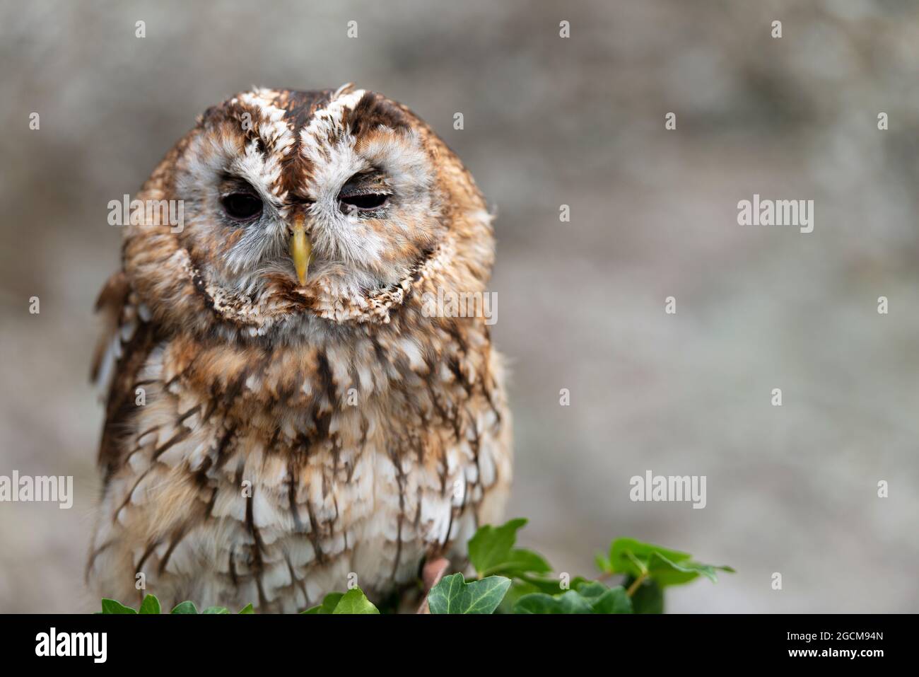Tawny Owl (Strix Aluco) at the National Bird of Prey Centre ...