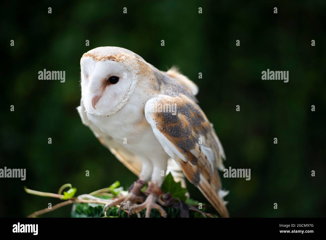 Barn Owl (Tyto Alba) at the National Bird of Prey Centre, Russborough ...