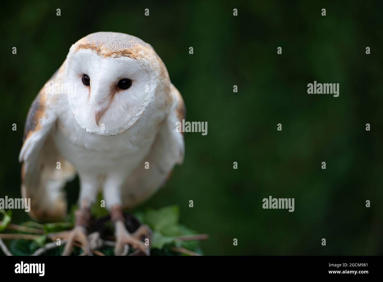 Barn Owl (Tyto Alba) at the National Bird of Prey Centre, Russborough ...