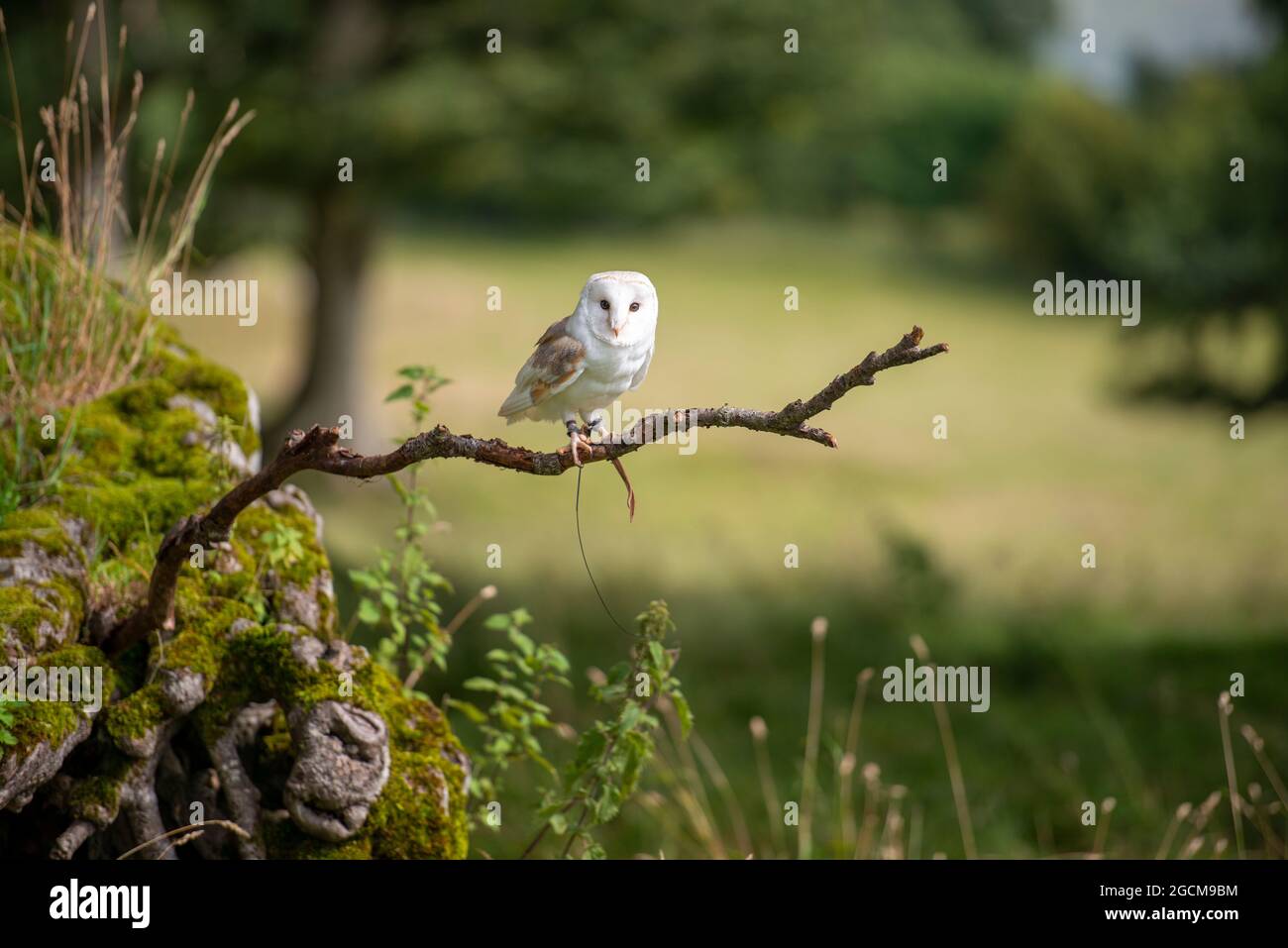 Barn Owl (Tyto Alba) at the National Bird of Prey Centre, Russborough ...