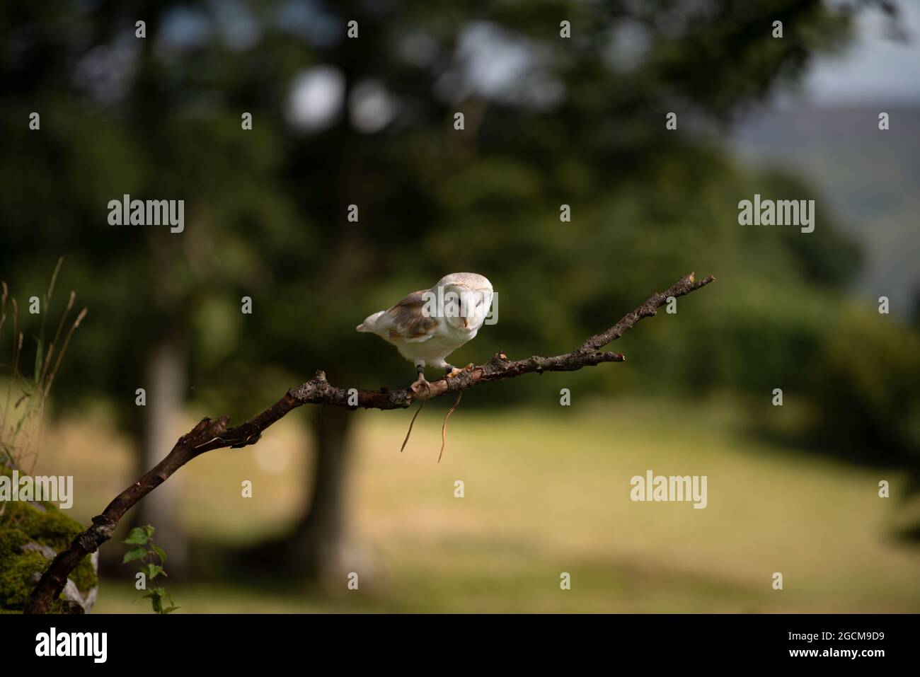Barn Owl (Tyto Alba) at the National Bird of Prey Centre, Russborough ...