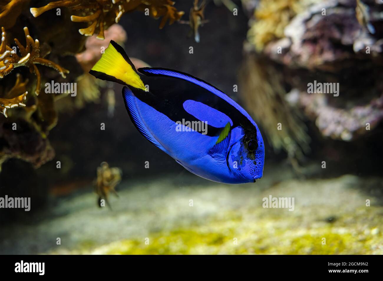 Paracanthurus hepatus blue surgeonfish fish underwater in sea Stock ...