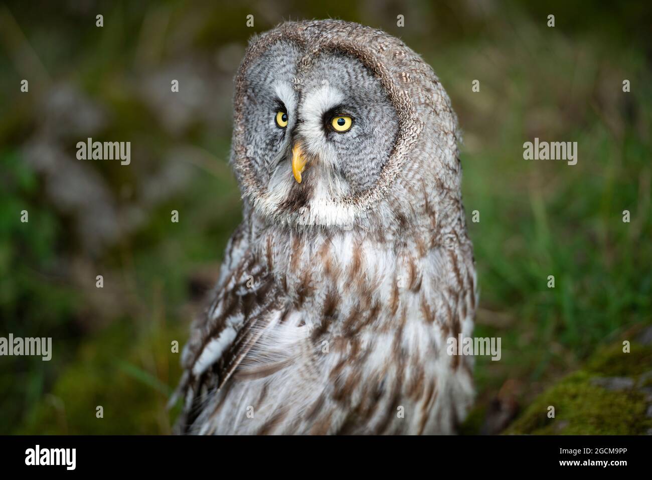 A Great Grey Owl (Strix Nebulosa) at the National Bird of Prey Centre ...
