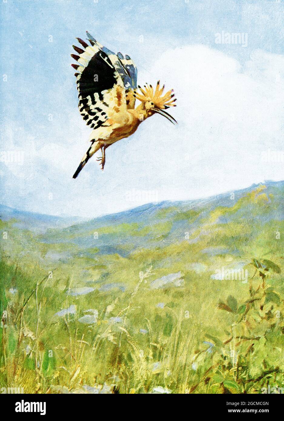 The caption for this 1917 image reads: “Hoopoe flying. This photograph ...