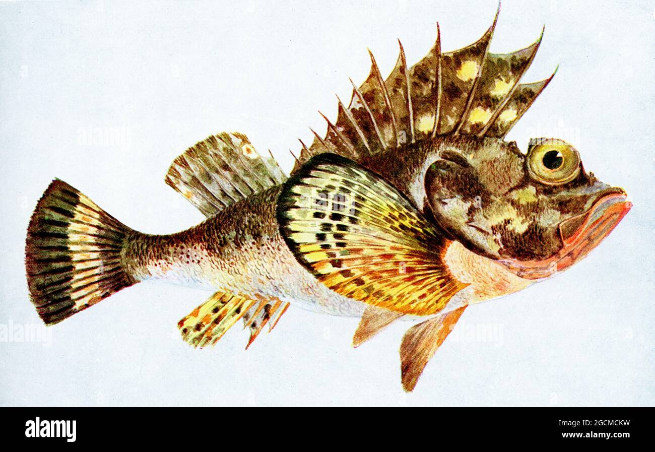 Freemantle fish hi-res stock photography and images - Alamy