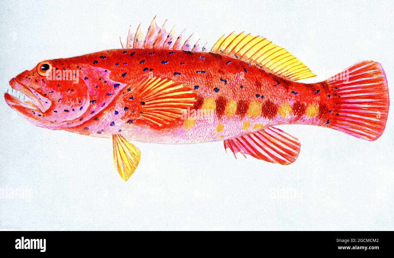 Western australian scarlet rock cod hi-res stock photography and images ...