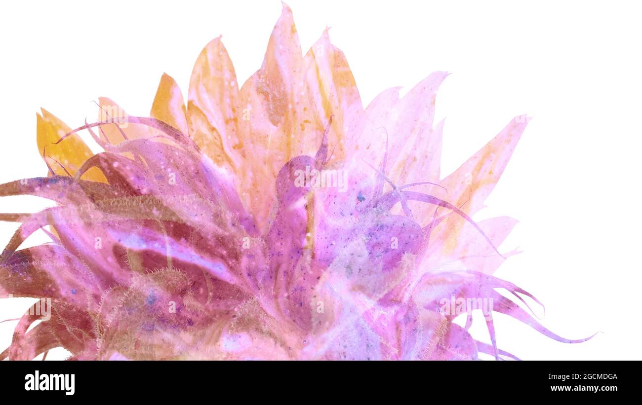 Stylised sunflower in shades of pink Stock Photo - Alamy
