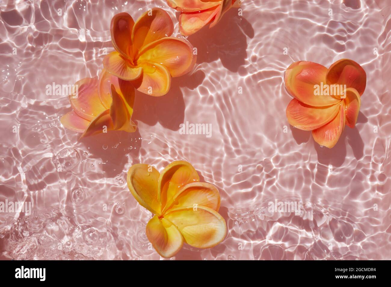 Top view Plumeria or frangipani on surface of pink water. Ripple of ...