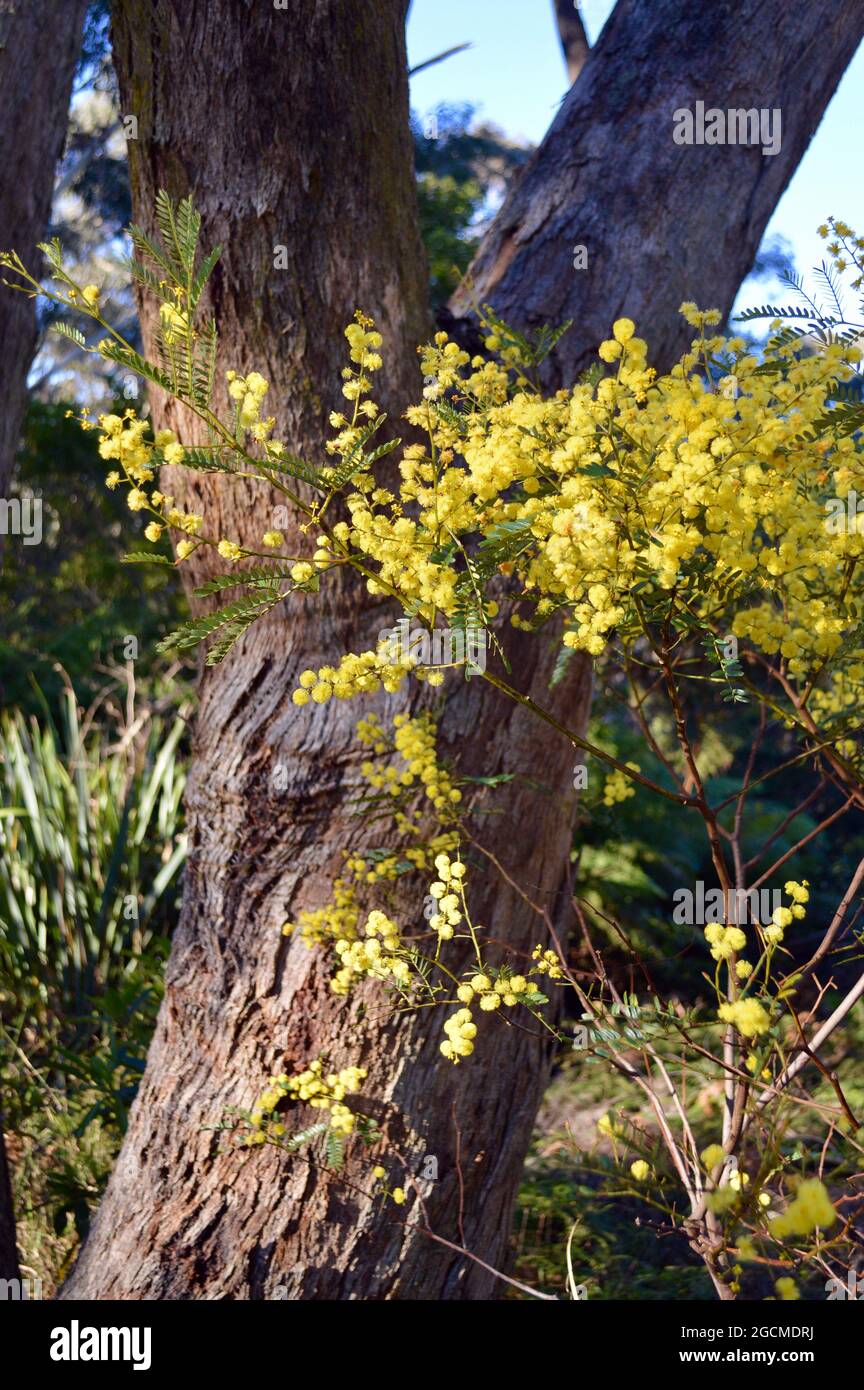 Wattle bush at Wentworth Falls Stock Photo - Alamy