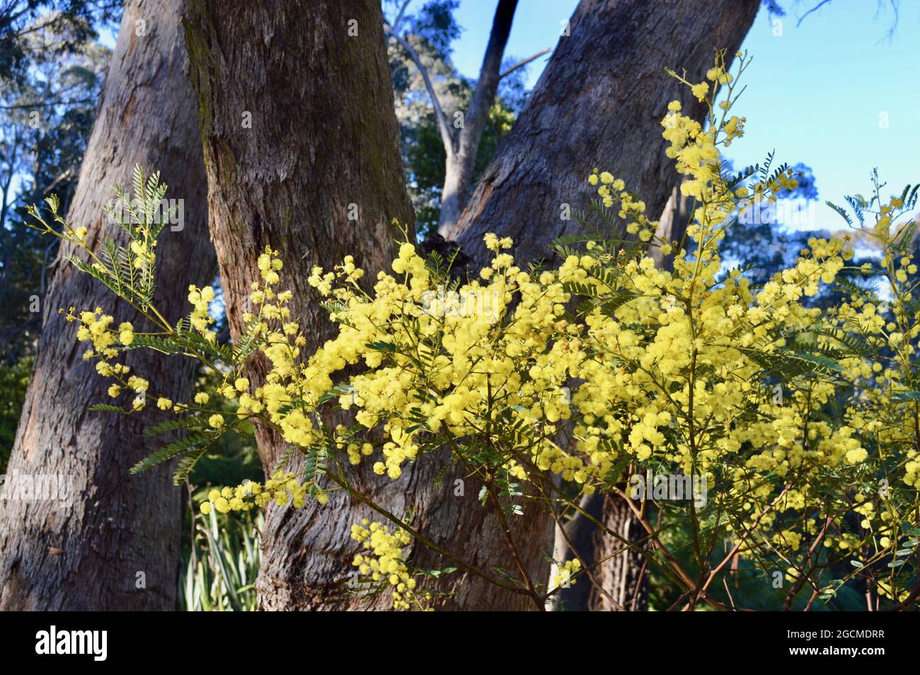 Wattle bush at Wentworth Falls Stock Photo - Alamy