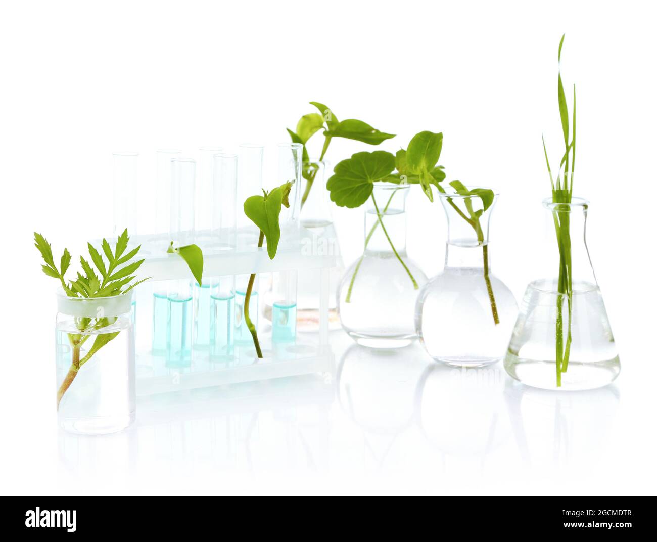 Plants in test tubes, isolated on white Stock Photo - Alamy