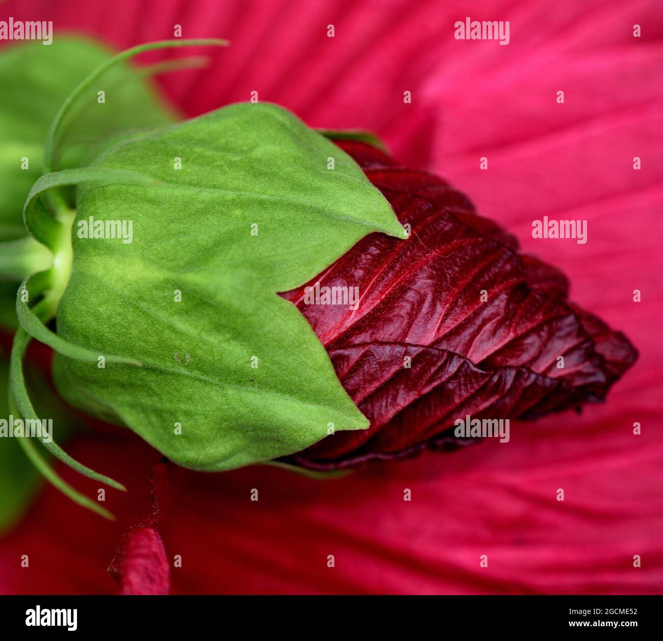 Maroon hardy hibiscus bud with a red background of flower petal bloom ...