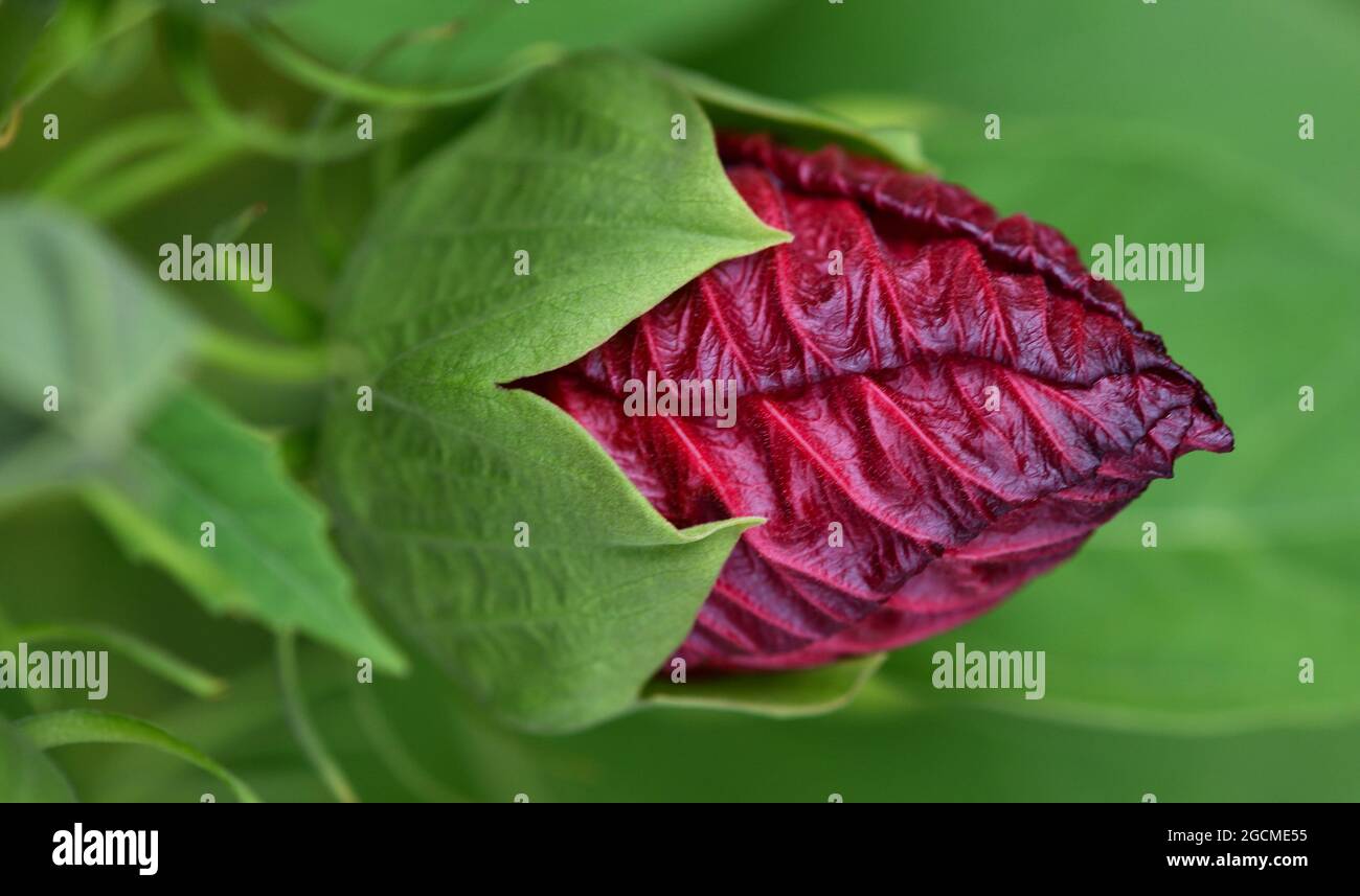 Maroon hardy hibiscus bud with a green leafy background Stock Photo - Alamy
