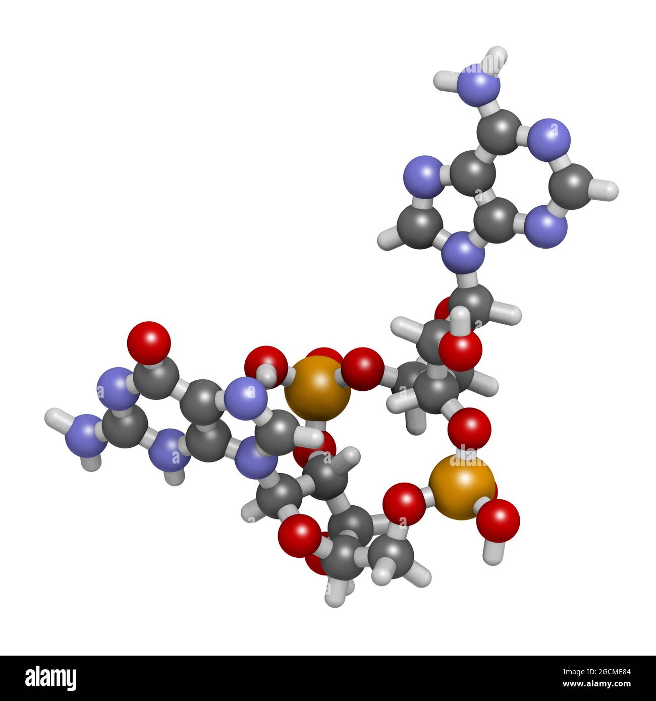 Cyclic guanosine monophosphate-adenosine monophosphate, cGAMP molecule ...