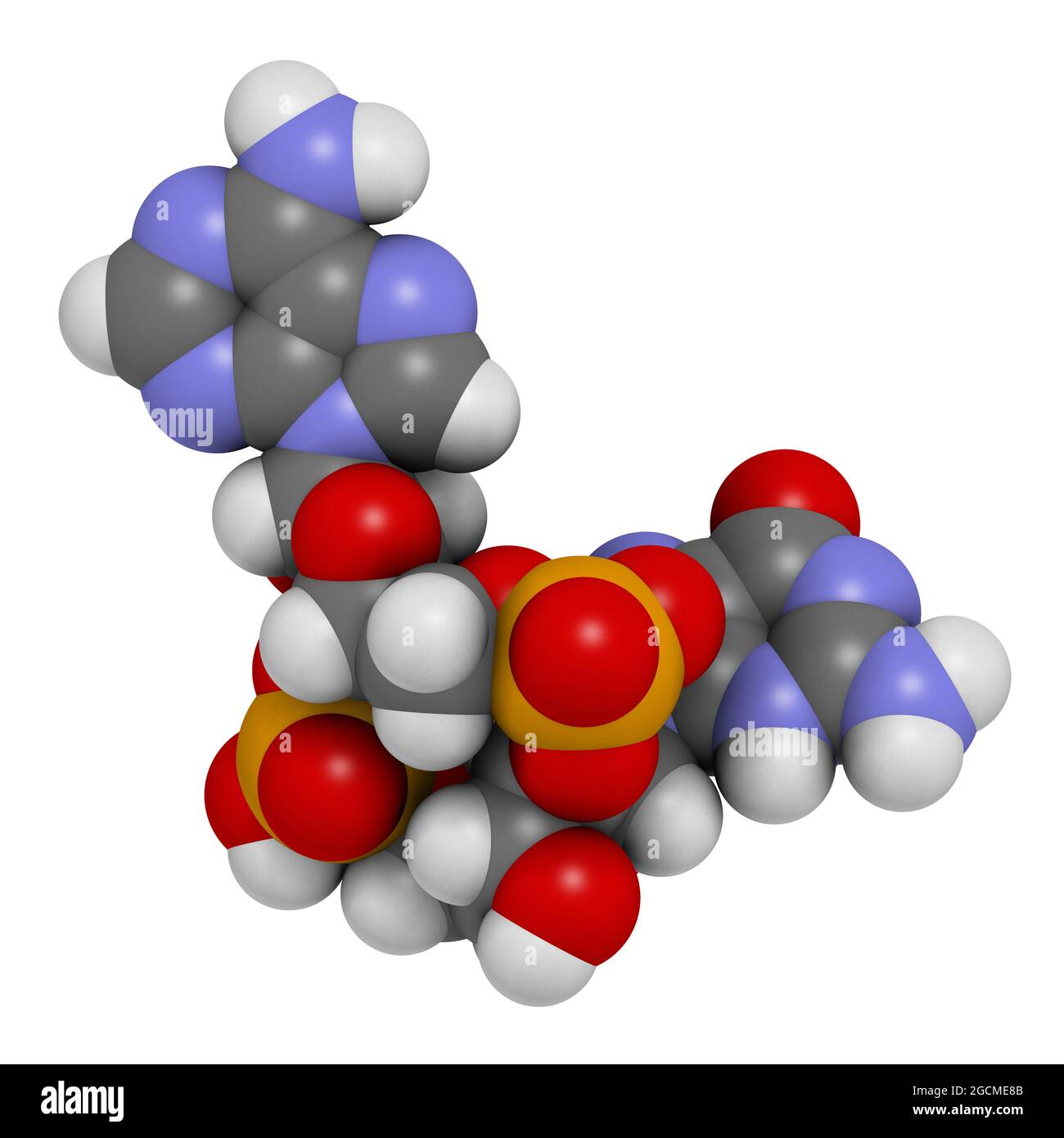 Cyclic guanosine monophosphate-adenosine monophosphate, cGAMP molecule ...