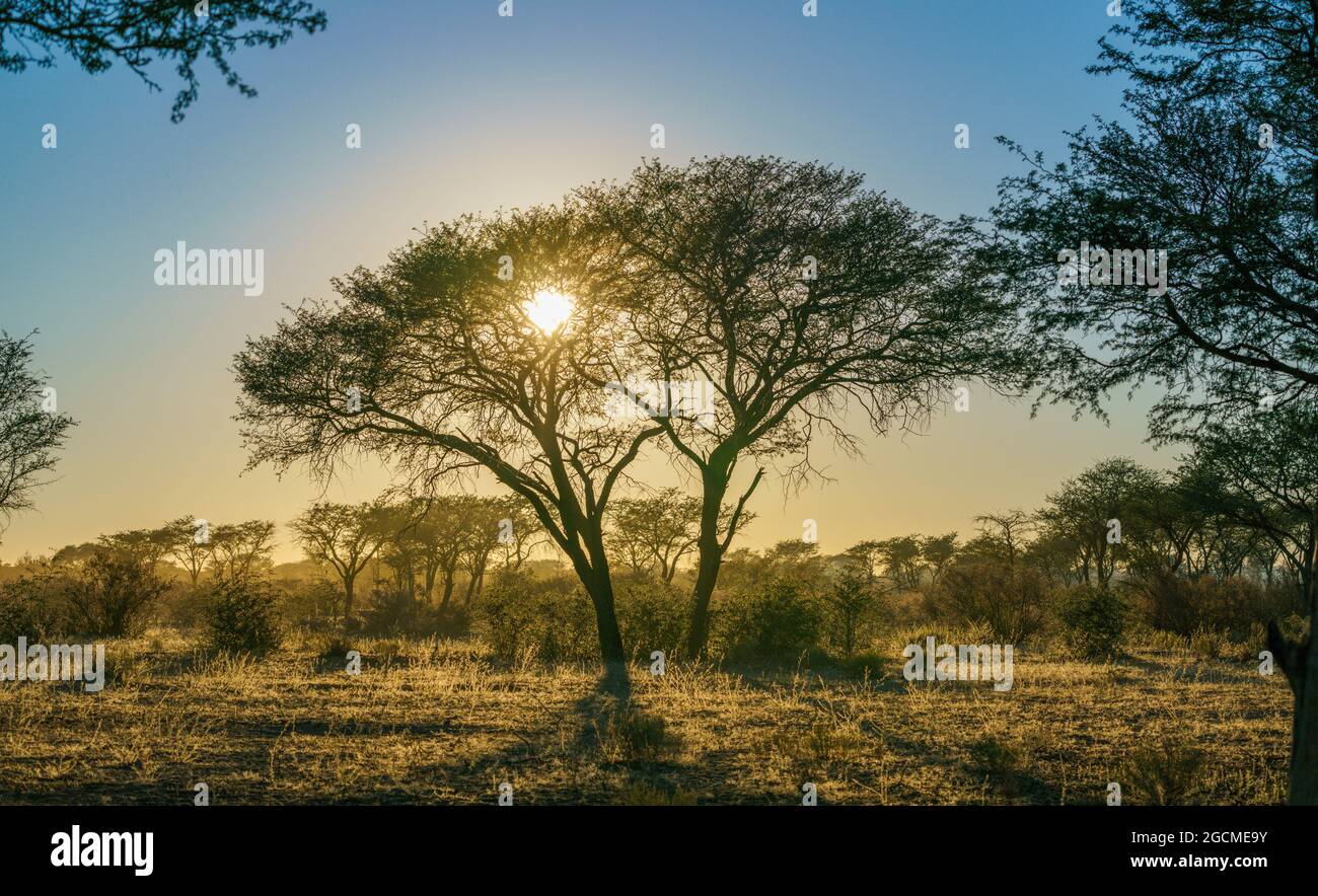 Kalahari Desert Namibia Botswana border Africa Stock Photo - Alamy