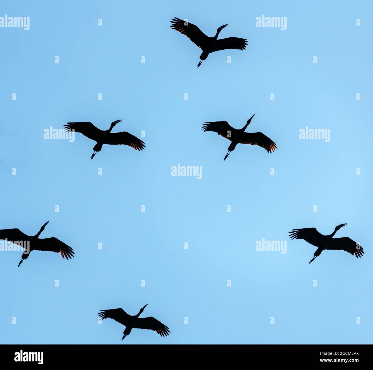 African open bill stork anastomus lamelligerus hi-res stock photography ...