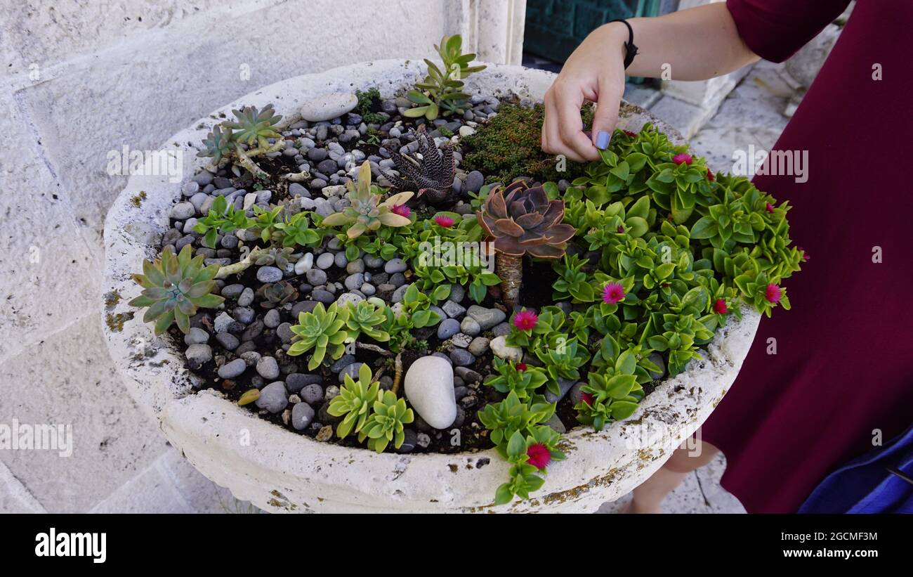 Planting small plants in a pot Stock Photo - Alamy