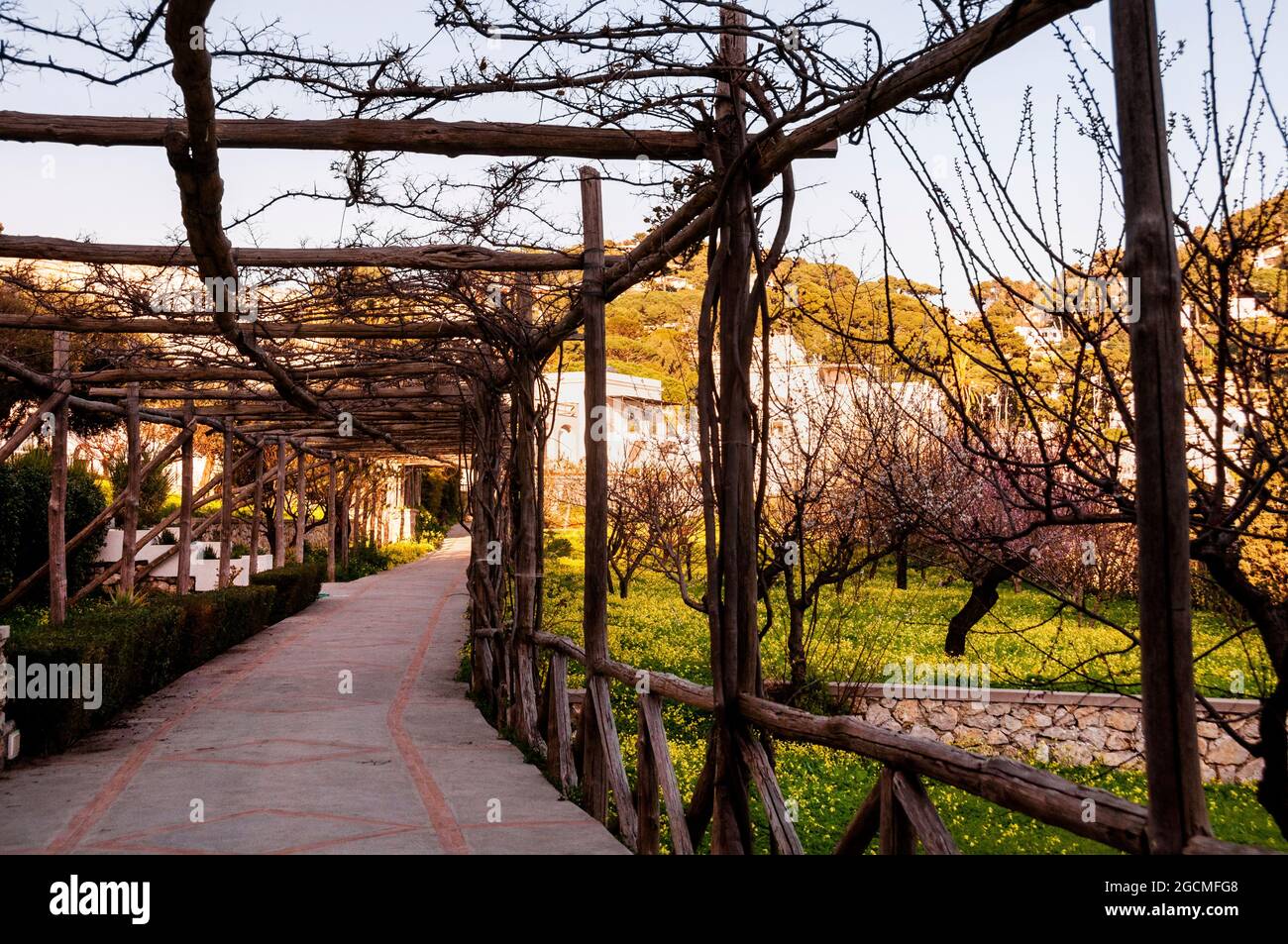 Gardens of Augustus and vine covered trellis on the Italian island of ...