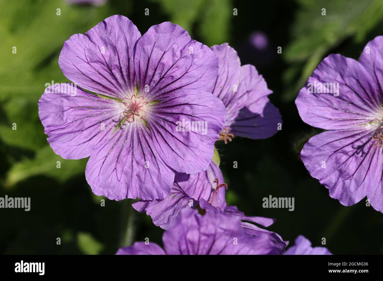 Purple hybrid cranesbill, Geranium x magnificum Clone C, flower in ...