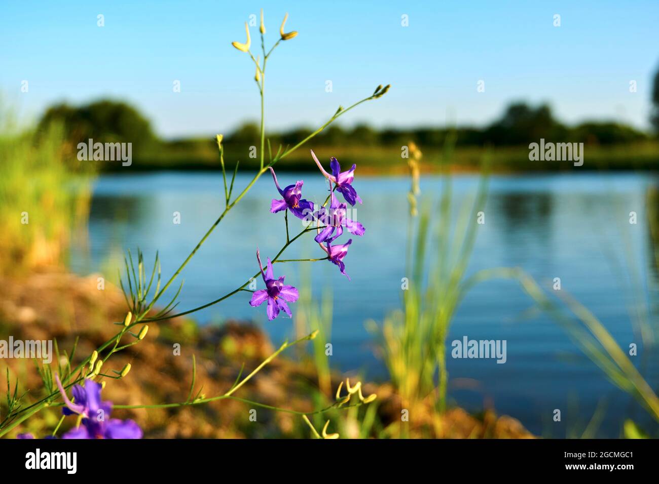 Peace violet hi-res stock photography and images - Alamy