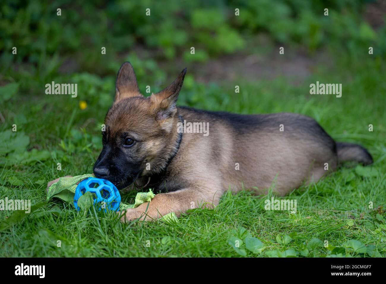 Dog portrait of an eight weeks old German Shepherd puppy playing with a ...