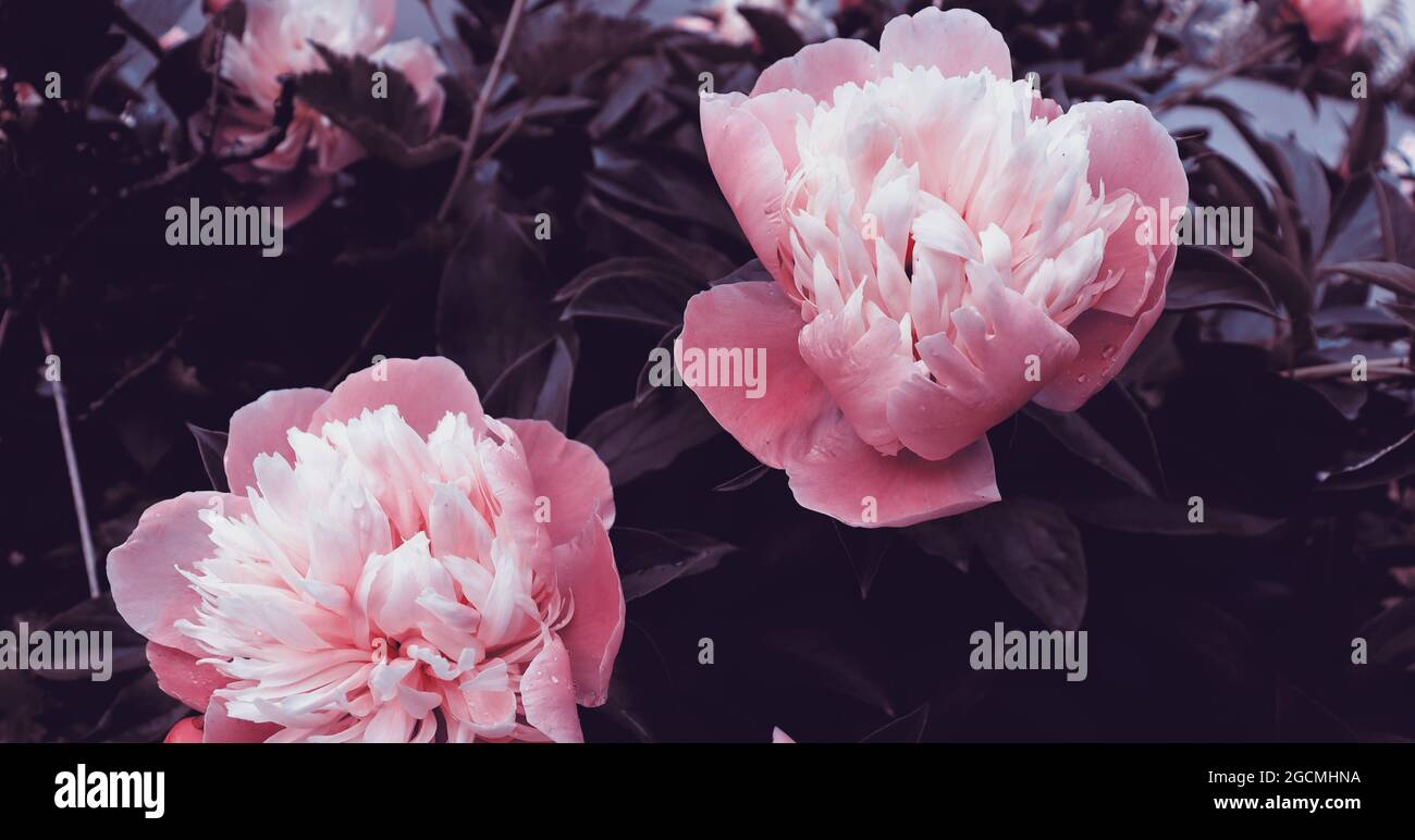 Beautiful delicate peonies blossom background for banner concept. Romantic nature wallpaper ...