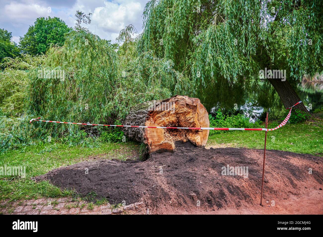 Photo of an old tree that has broken off in a park Stock Photo - Alamy