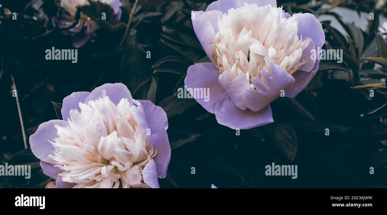 Beautiful delicate peonies blossom background for banner concept ...