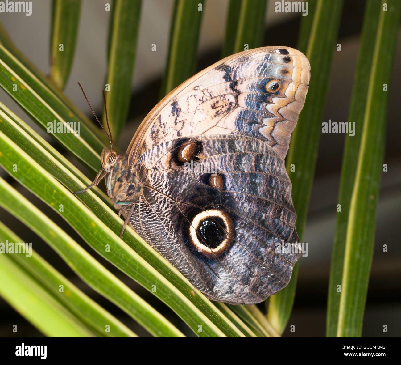 Tropical Owl butterfly - Caligo Memnon Stock Photo - Alamy