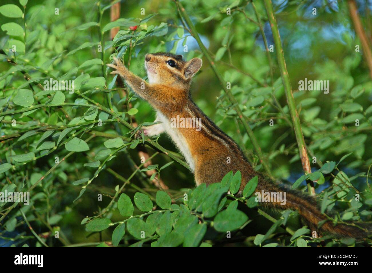 Cute chipmunk reaching for a red berry in a green bush Stock Photo - Alamy